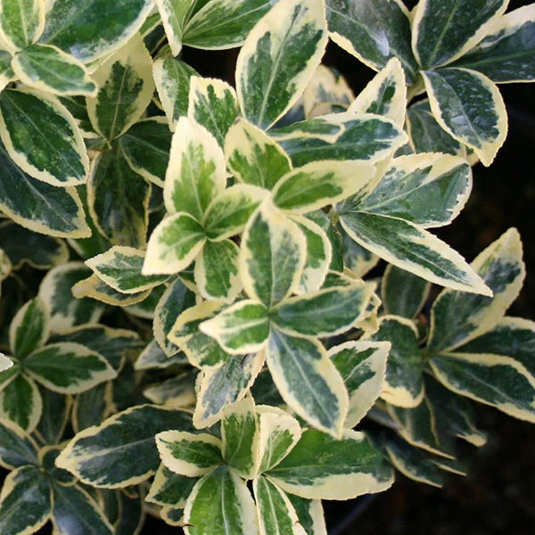 Variegated Euonymus Euonymus Japonicus 'Albomarginatus' 150/200cm,