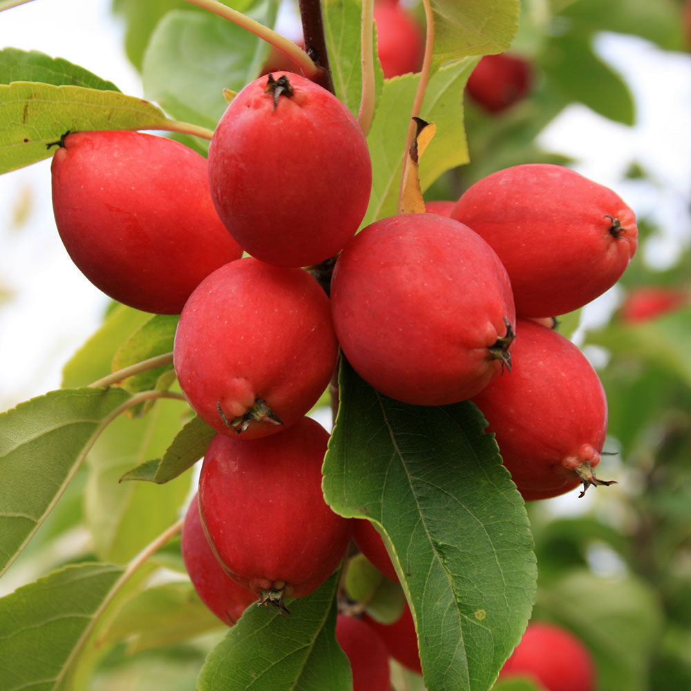 Malus Pink Glow - Crab Apple Tree | Mail Order Trees