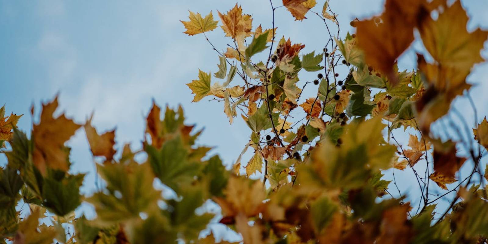 How to Collect and Store Seeds From Autumn Trees & Shrubs