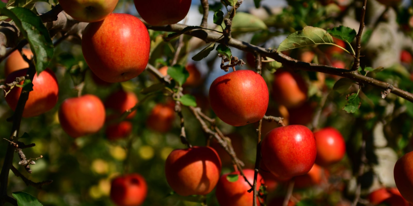 Best Fruit Trees to Plant in Autumn