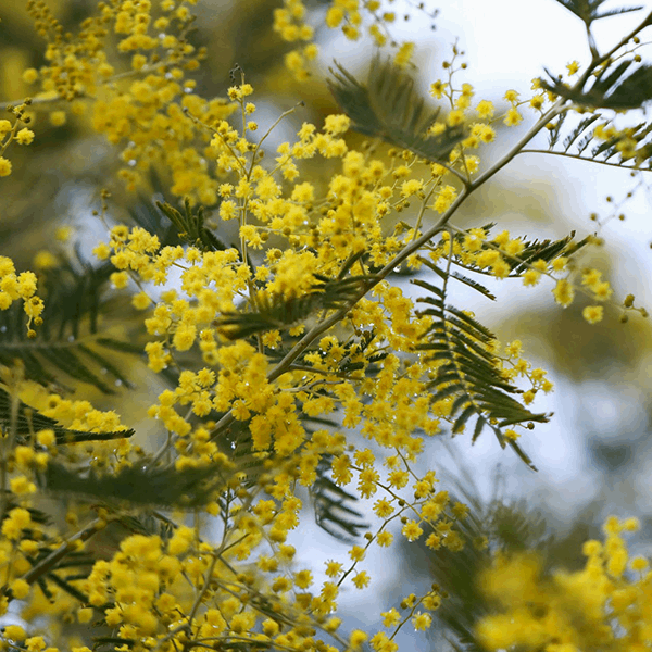 Acacia dealbata - Mimosa Tree | Mail Order Trees