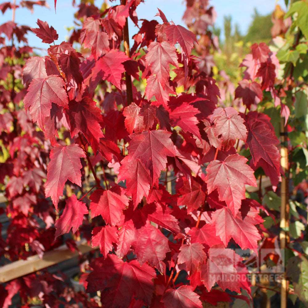Acer Brandywine - Red Maple Tree | Mail Order Trees