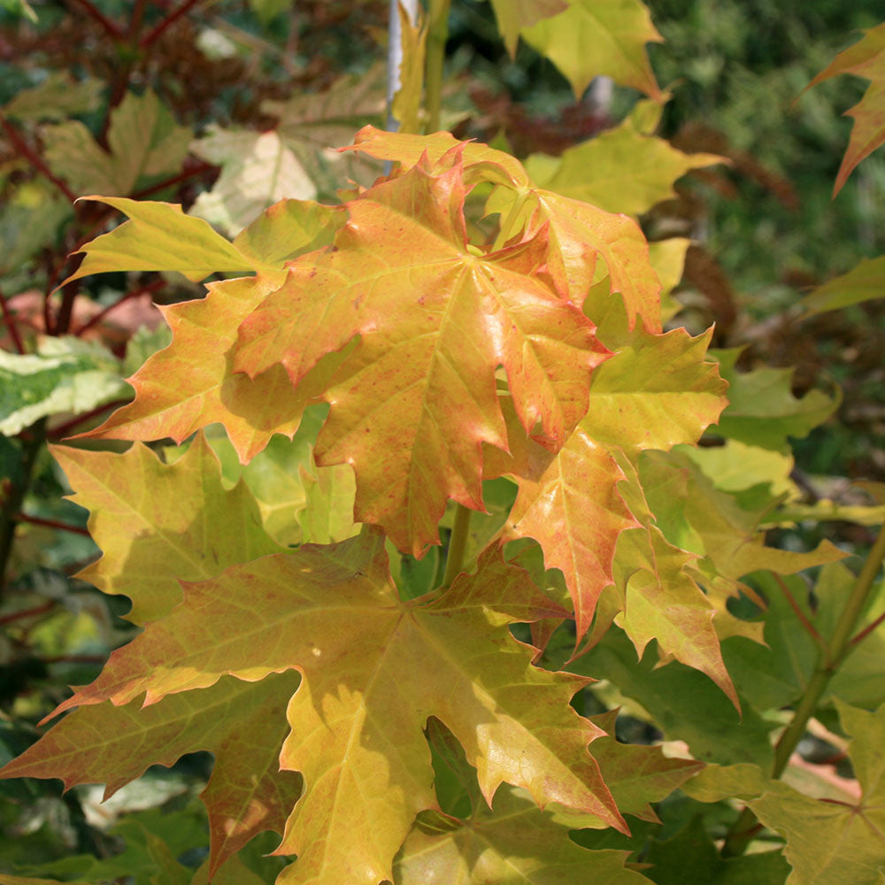 Acer Princeton Gold - Golden Maple | Mail Order Trees