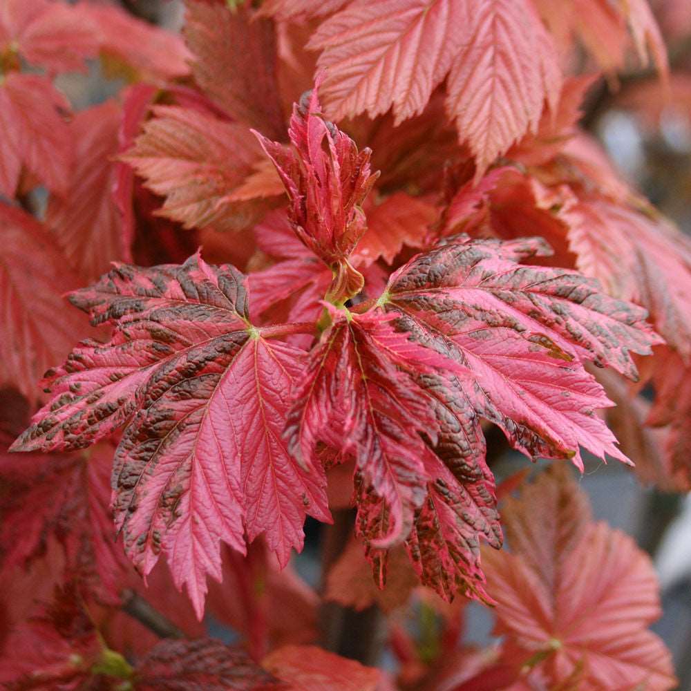 Acer Simon-Louis Freres - Sycamore | Mail Order Trees
