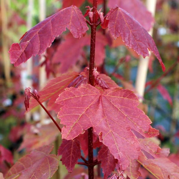 Acer Summer Red - Red Maple Tree | Mail Order Trees