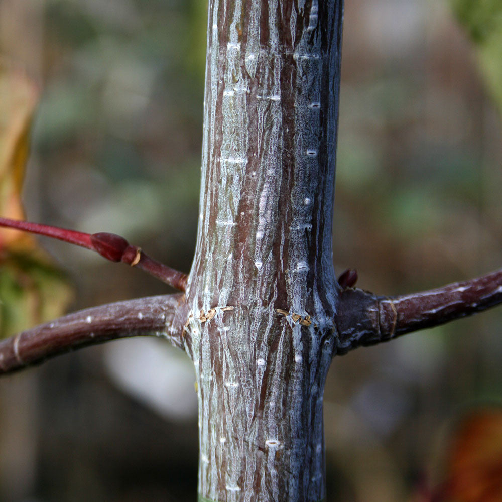 Young Maple Tree Bark Adirondack Trees: Striped Maple | Acer