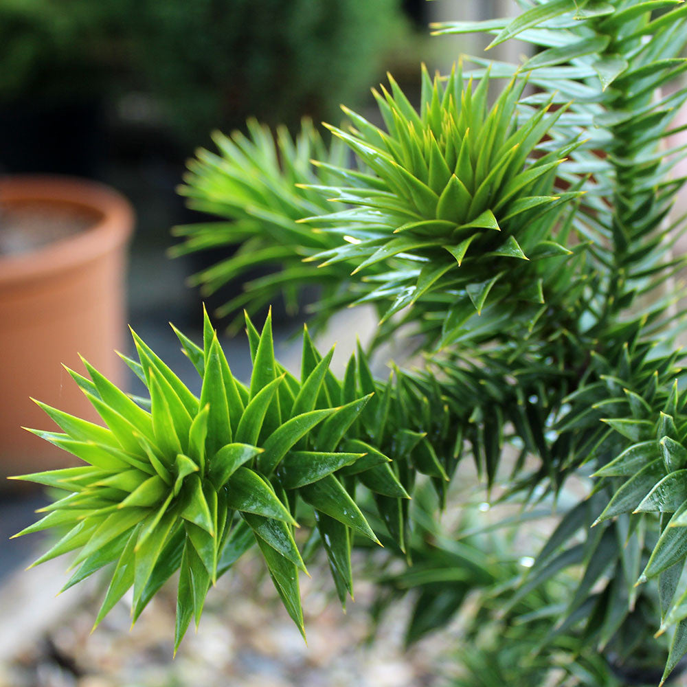 Araucaria araucana - Monkey Puzzle Tree – Mail Order Trees