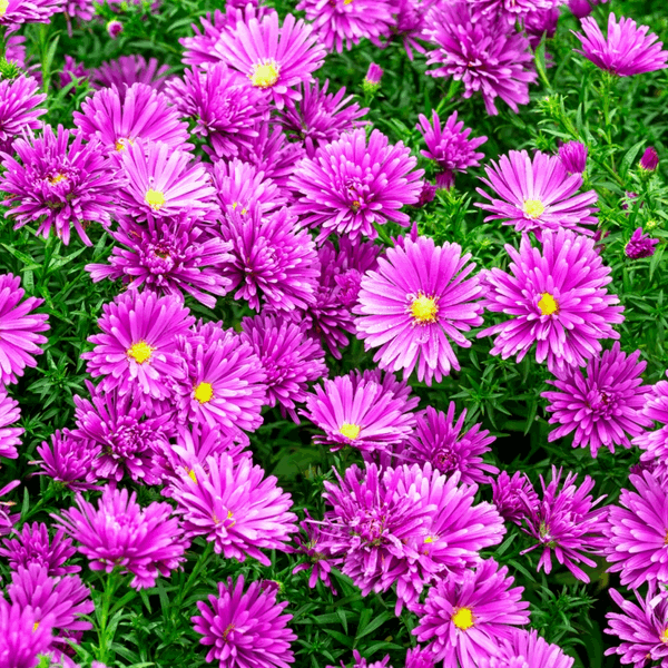 Aster novi-belgrii Samoa - Michaelmas Daisy | Mail Order Trees