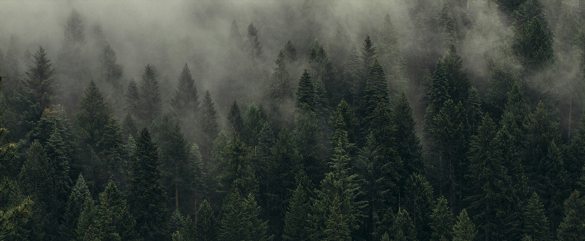 How to Protect Young Trees from Frost and Winter Winds