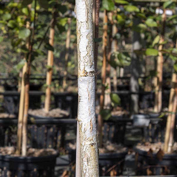 Betula Moonbeam - Himalayan Birch Tree | Mail Order Trees