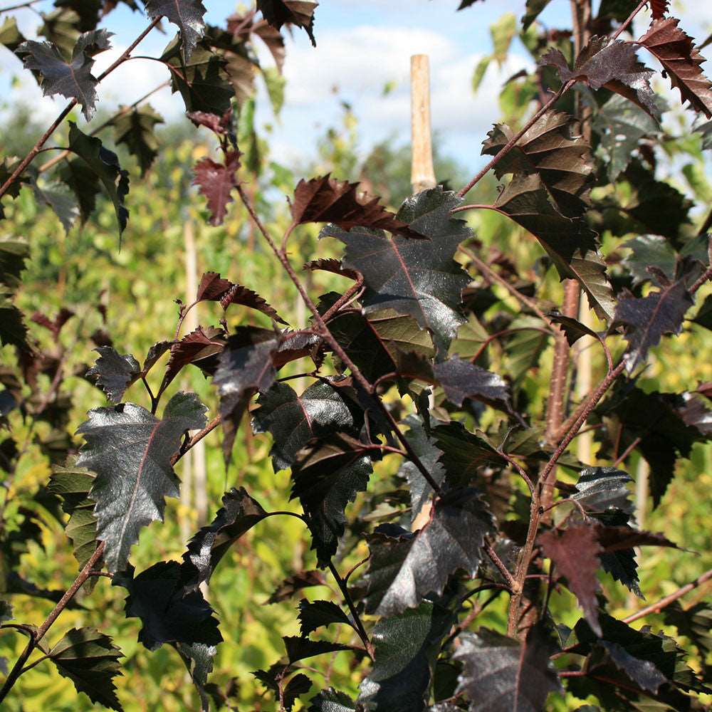Betula Purpurea - Purple Leaf Birch | Mail Order Trees