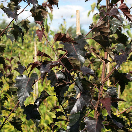 Betula Purpurea - Purple Leaf Birch | Mail Order Trees