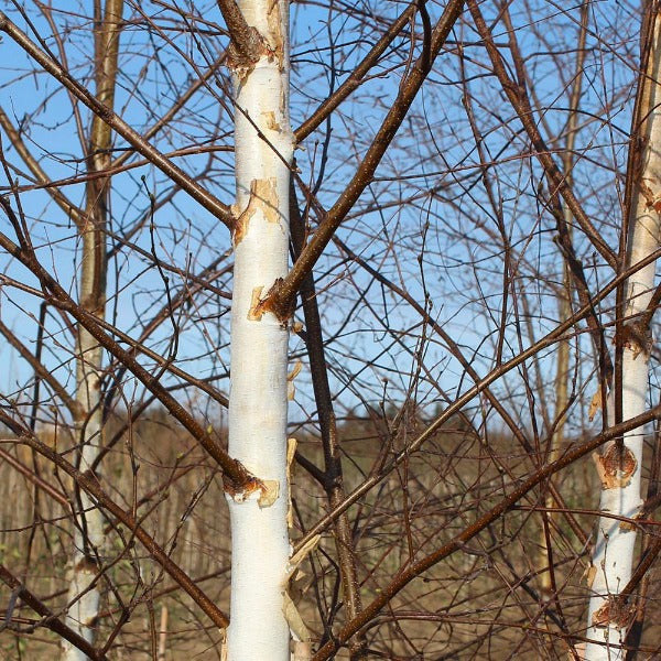 Betula pendula - Silver Birch Tree | Mail Order Trees