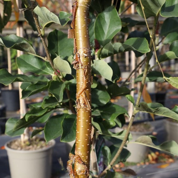 Betula utilis Nepalese Orange - Birch Tree | Mail Order Trees