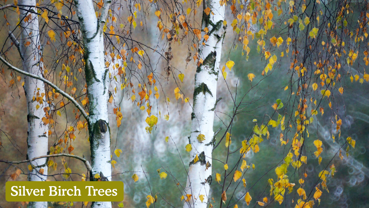Buy trees, fruit trees, shrubs and gifts from Mail Order Trees