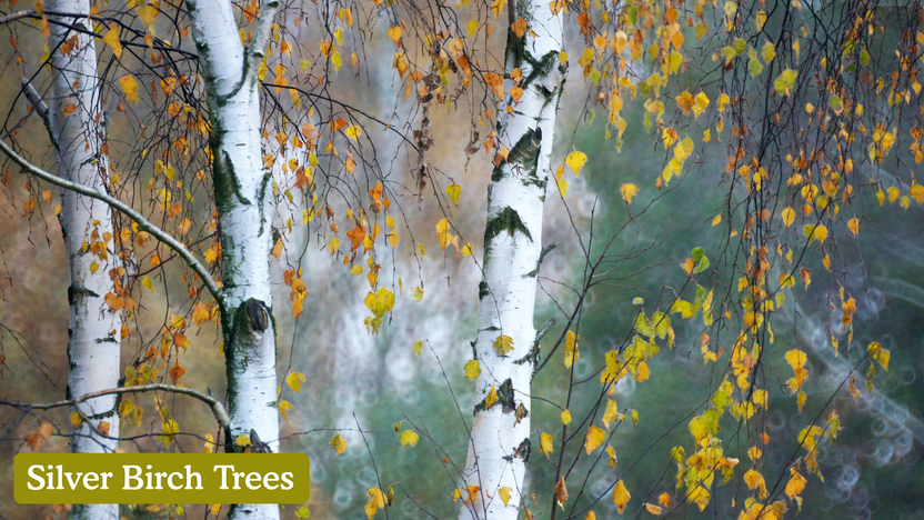 Buy trees, fruit trees, shrubs and gifts from Mail Order Trees