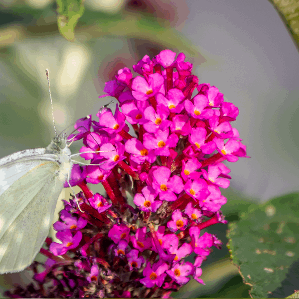 Buddleja Hot Raspberry - Butterfly Bush | Mail Order Trees