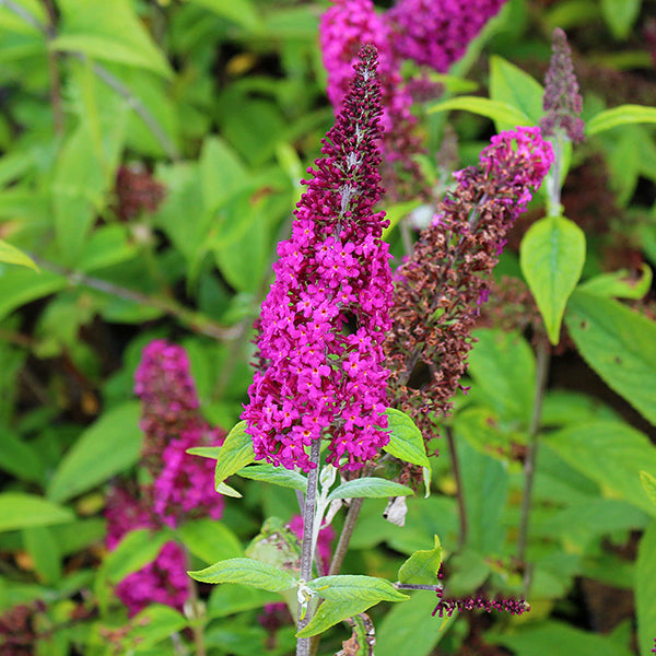 Buddleja Miss Ruby - Butterfly Bush | Mail Order Trees