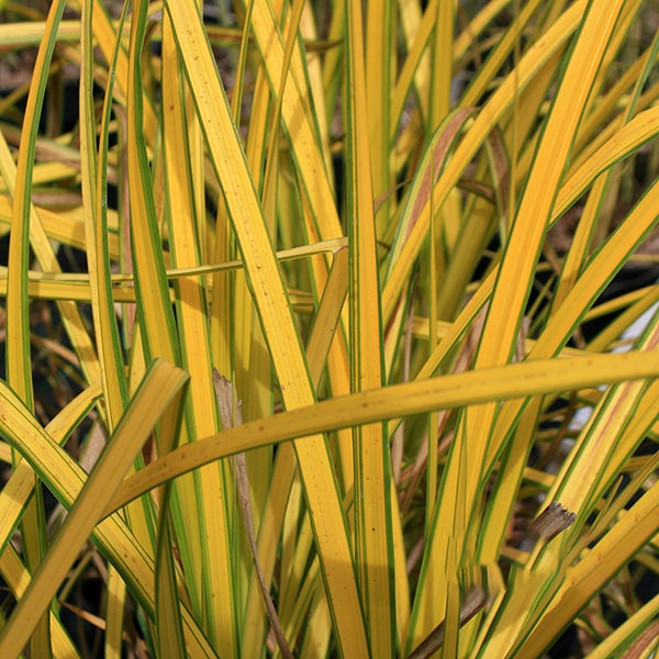 Carex Aurea - Bowles' Golden Sedge | Mail Order Trees