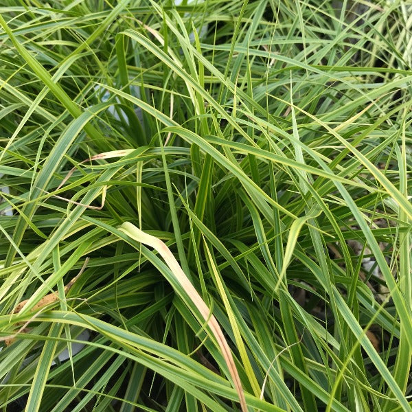 Carex Everlime - Japanese Sedge | Mail Order Trees