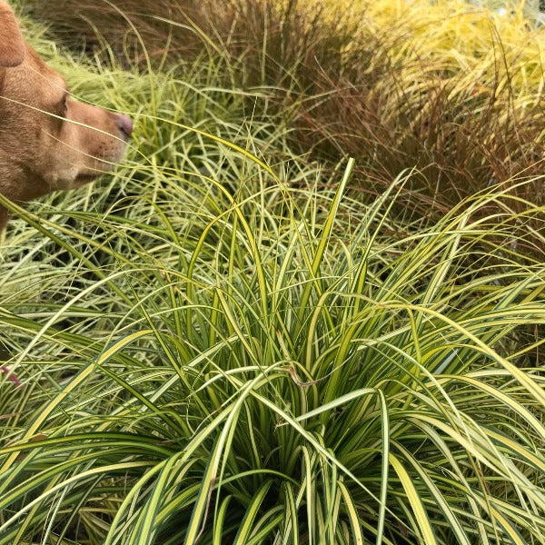Carex oshimensis Eversheen - Japanese Sedge | Mail Order Trees