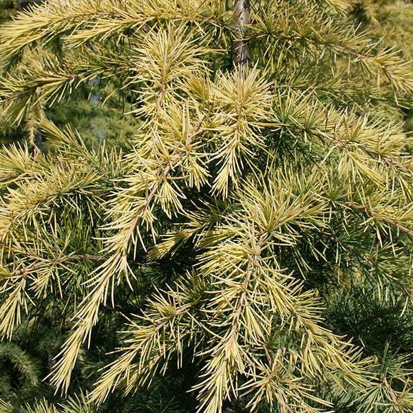 Cedrus deodara aurea - Golden Deodar Cedar Tree – Mail Order Trees