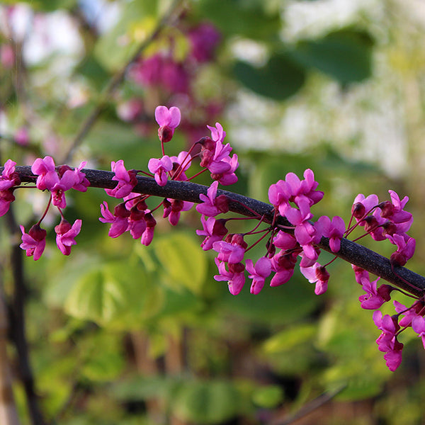 Cercis Ruby Falls - Weeping Redbud | Mail Order Trees