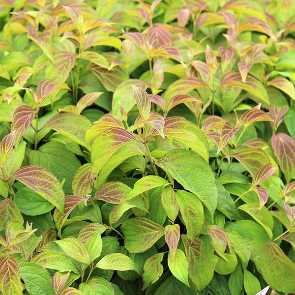 Cornus Kelseyi - Compact Dogwood | Mail Order Trees