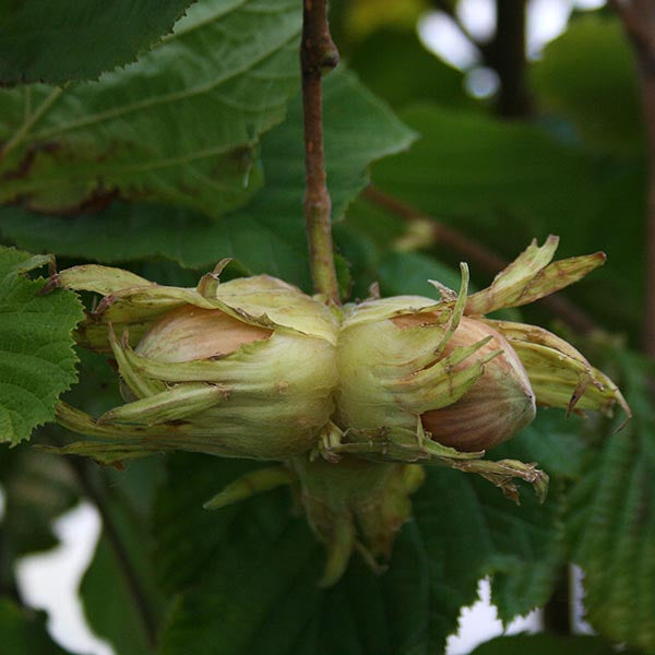 Corylus Ennis - Hazelnut Tree | Mail Order Trees