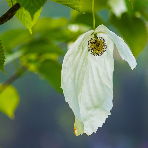 Davidia Columnar - Handkerchief Tree or Dove Tree | Mail Order Trees