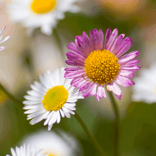 Aster novi-belgrii Samoa - Michaelmas Daisy | Mail Order Trees