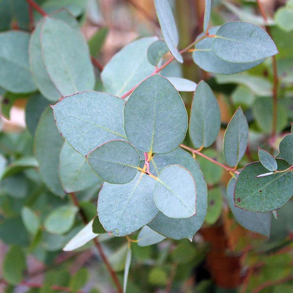 Eucalyptus gunnii - Cider Gum Tree | Mail Order Trees