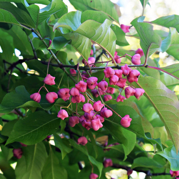 Euonymous hamiltonianus - Spindle Tree | Mail Order Trees
