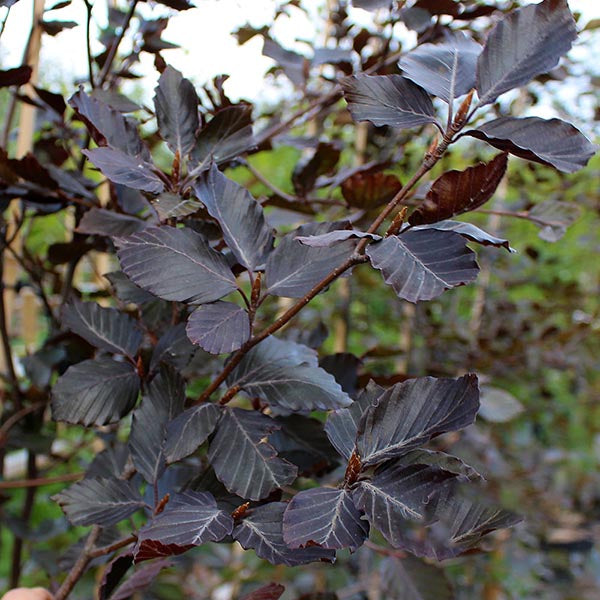 Fagus Riversii - Purple Beech Tree | Mail Order Trees