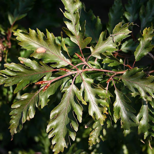 Fagus Rohanii - Purple Beech Tree | Mail Order Trees