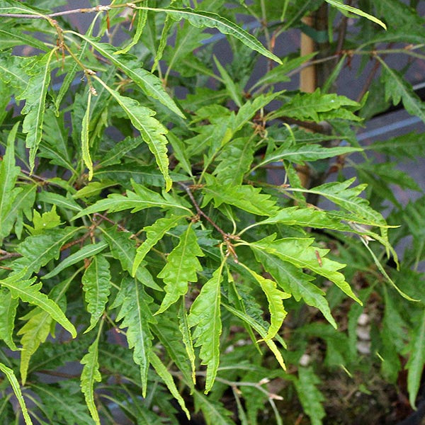 Fagus sylvatica Asplenifolia - Fern Leaved Beech Tree – Mail Order Trees