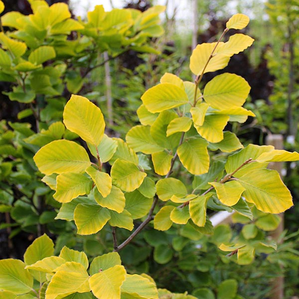 Fagus sylvatica 'Dawyck Gold' - Golden Columnar Beech – Mail Order Trees