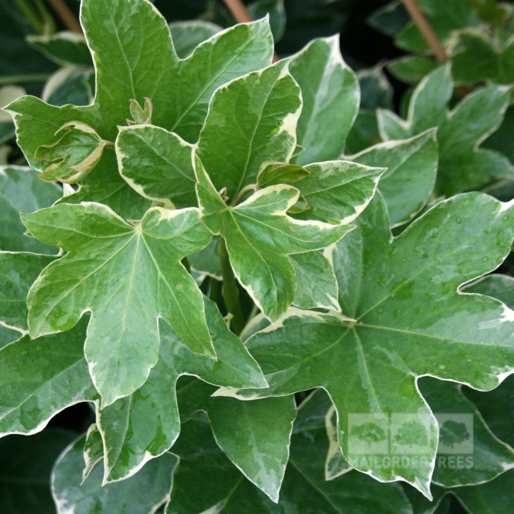 Fatshedera lizei Variegata - Tree Ivy – Mail Order Trees
