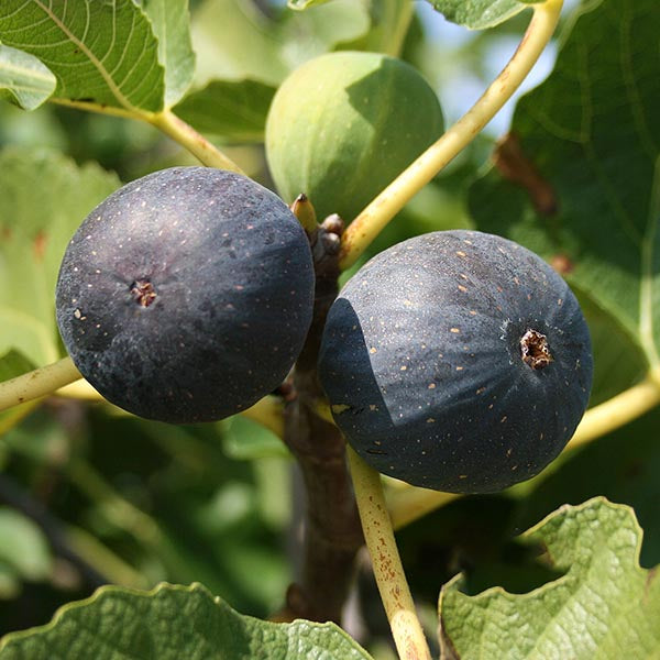 Ficus Brogiotto Nero - Fig Tree | Mail Order Trees