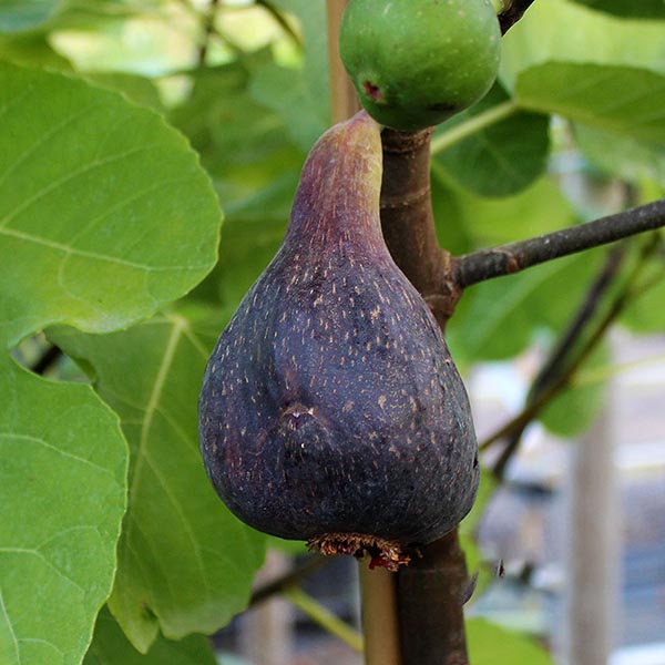 Ficus Jordan - Jordan Fig Tree | Mail Order Trees