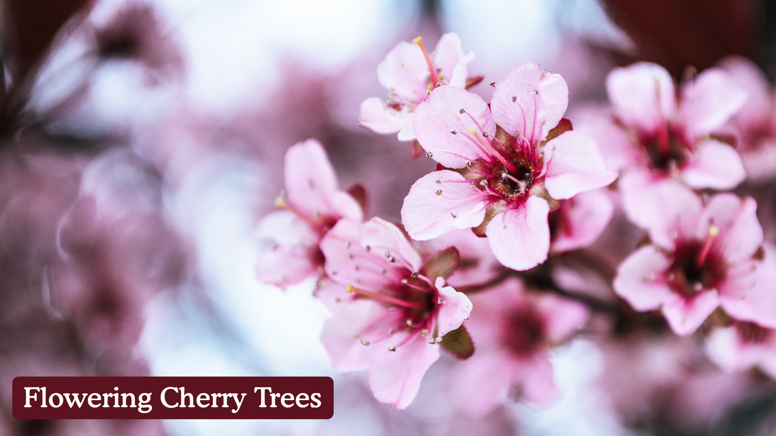 Buy trees, fruit trees, shrubs and gifts from Mail Order Trees