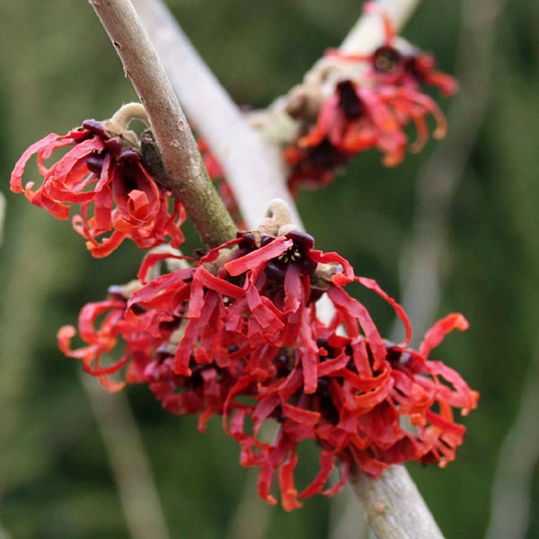 Hamamelis Diane - Witch Hazel | Mail Order Trees