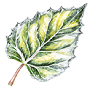 Betula Snow Queen - Birch Tree | Mail Order Trees