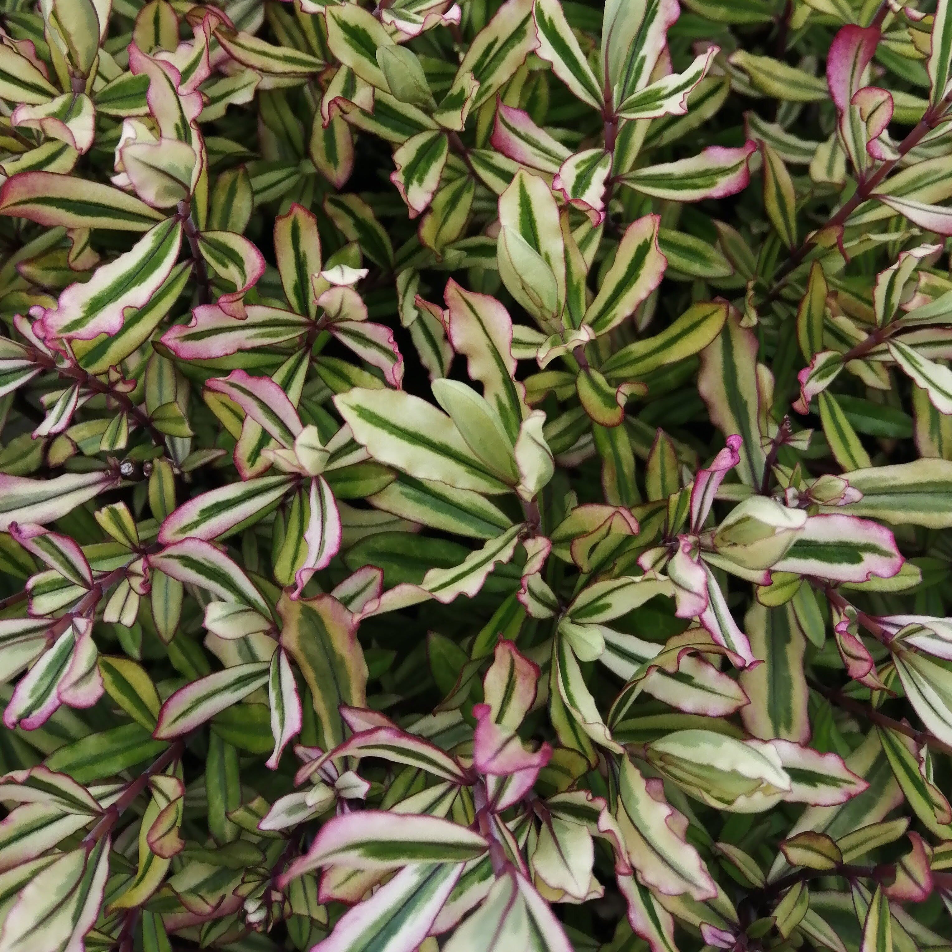 Hebe Celebration | Mail Order Trees