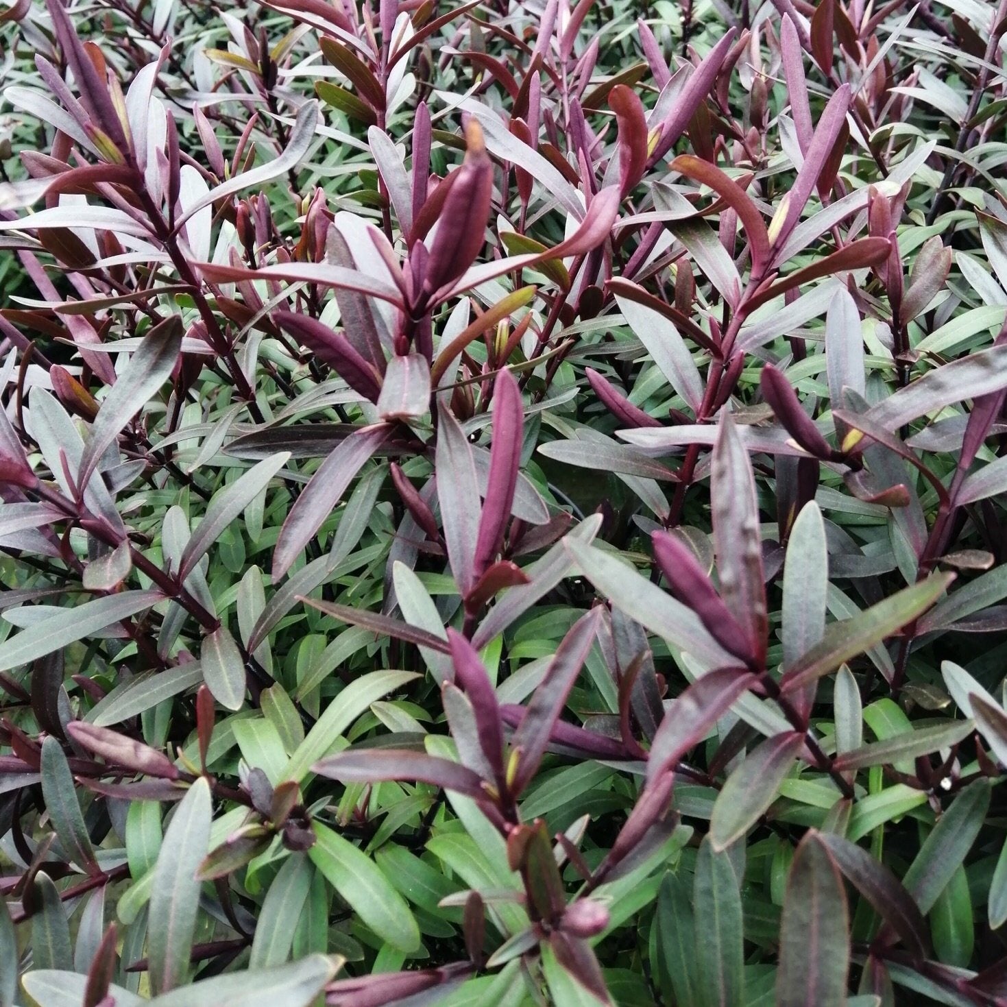 Hebe Dark angel | Mail Order Trees
