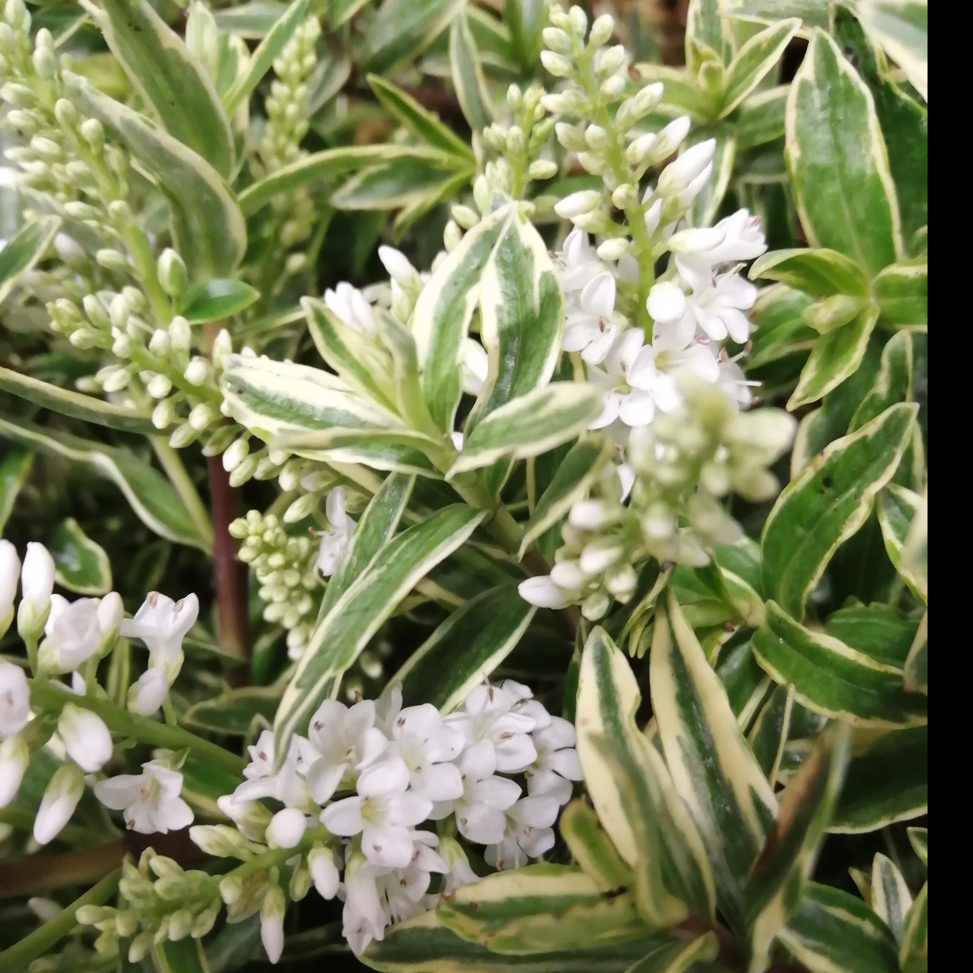 Hebe Starlight | Mail Order Trees