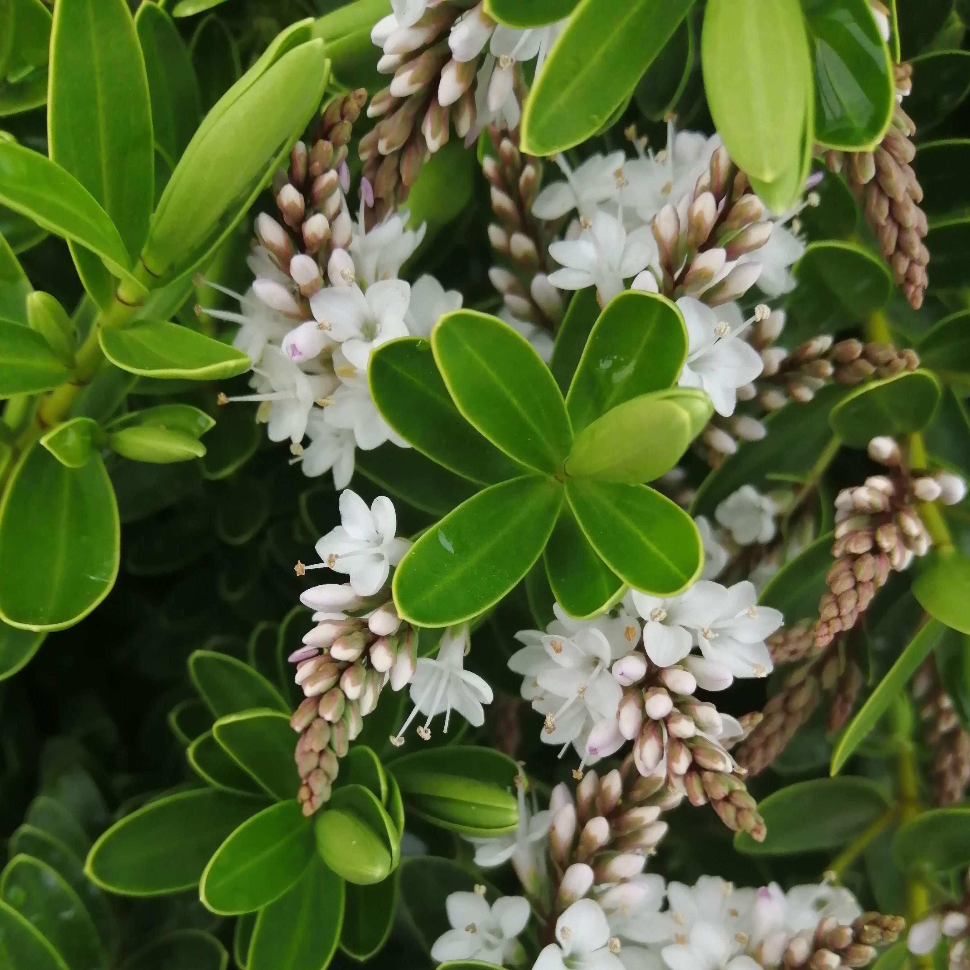 Hebe Wiri Mist | Mail Order Trees