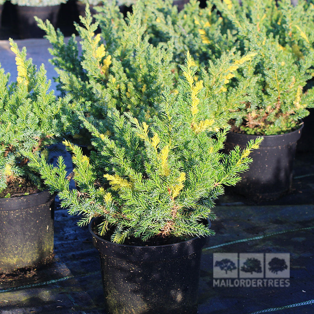 Juniperus davurica Expansa Aureospicata - Juniper – Mail Order Trees