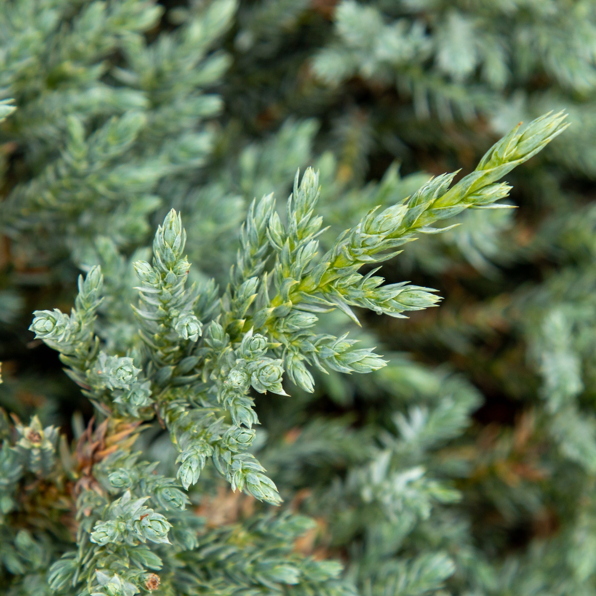 Juniperus Squamata Tropical Blue