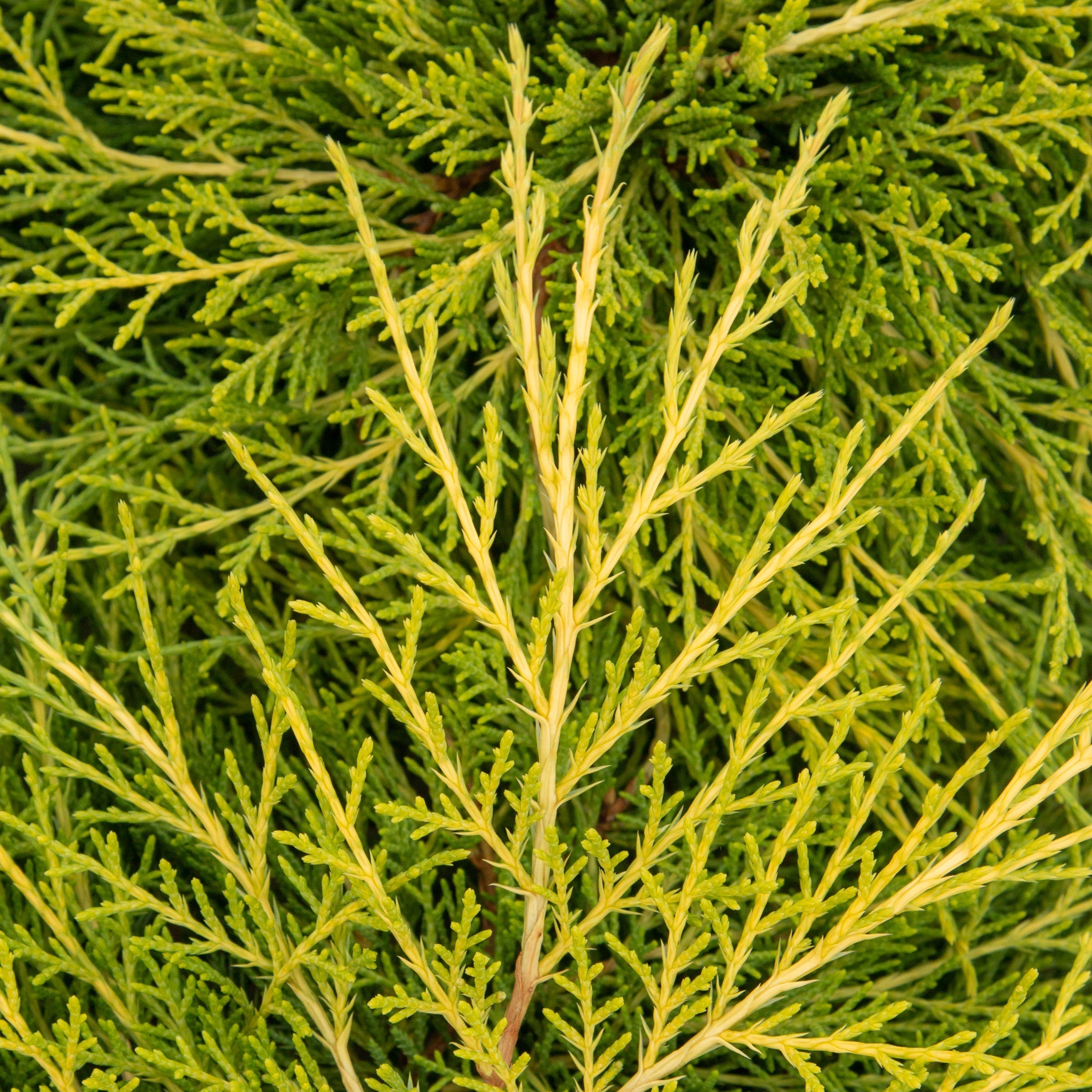 Juniperus x media Old Gold - Pfitzer Juniper – Mail Order Trees